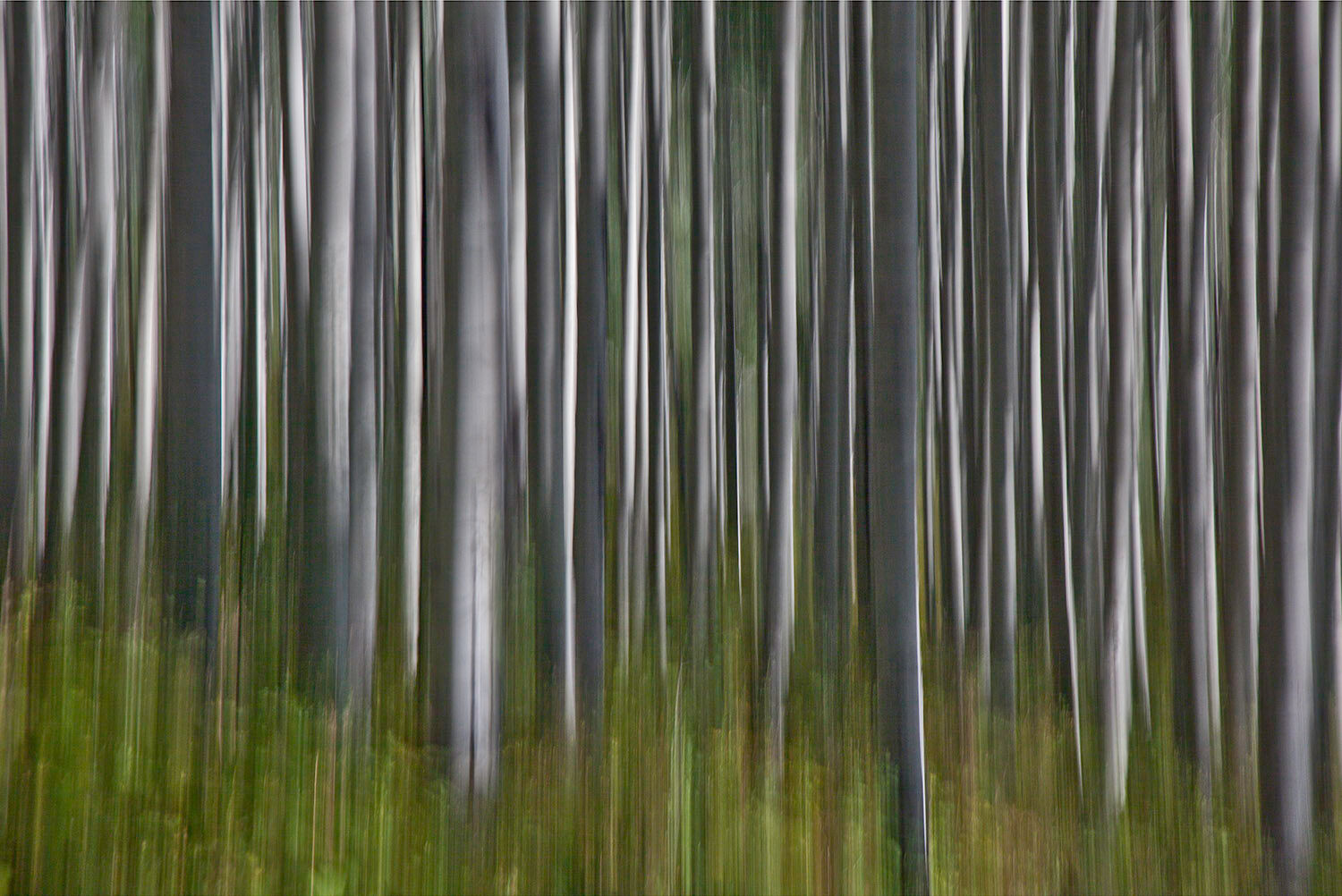Aspen Trees | Robert Anderson Photography