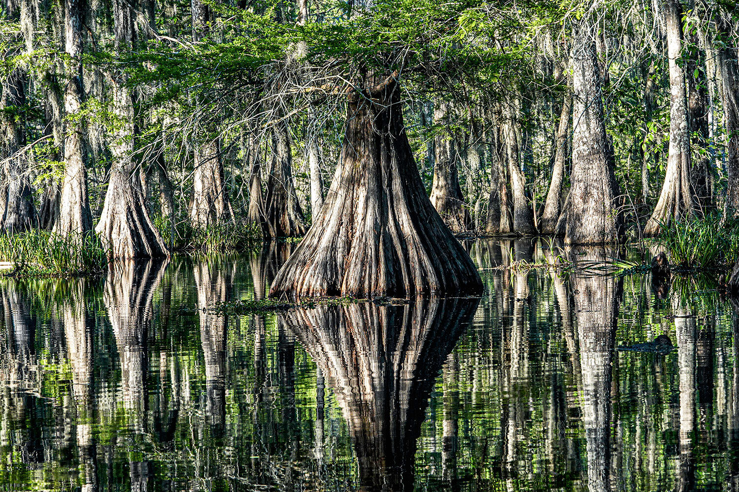 Louisiana Swamp | Robert Anderson Photography