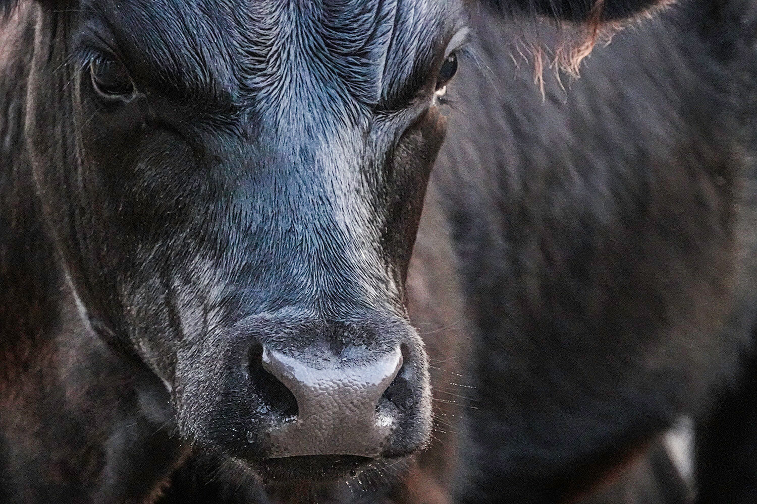 Angus | farm | Robert Anderson Photography