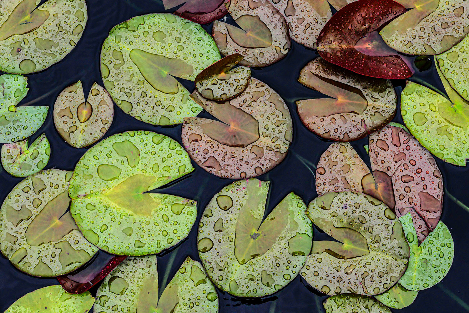 Rain on Lily Pads | Robert Anderson Photography